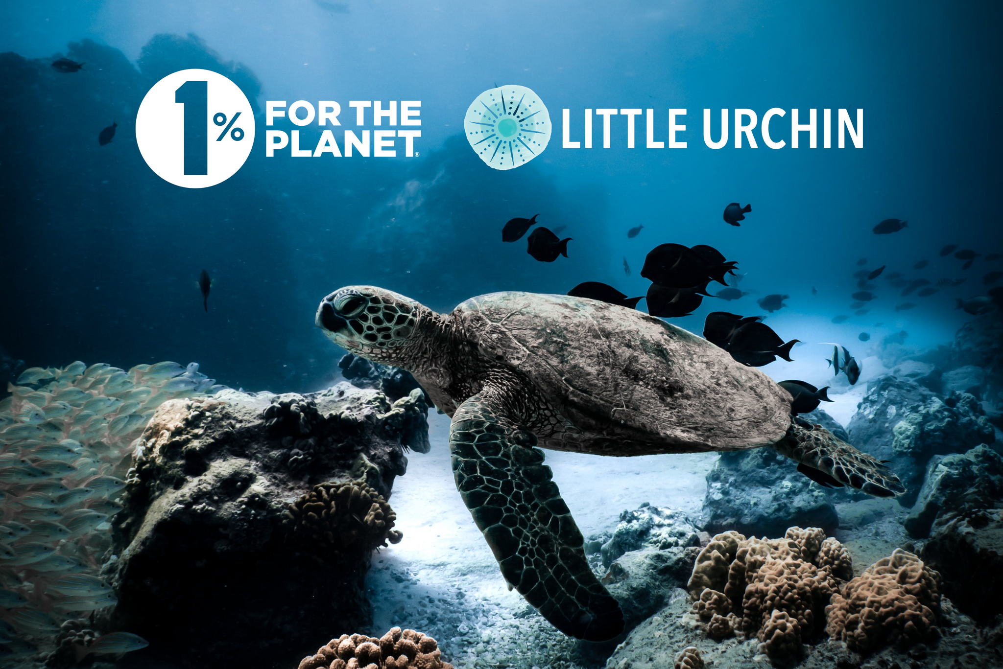 Slip, Slop, Slap and Pay It Forward - LITTLE URCHIN