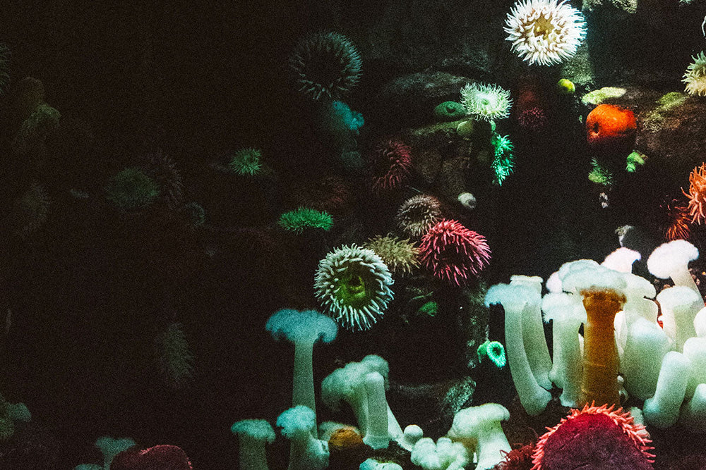 6 Facts You Didn't Know About Sea Urchins - LITTLE URCHIN